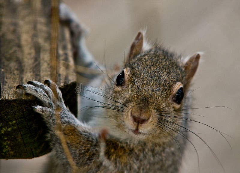 Squirrel Face stock image. Image of forest, ears, frontal - 15245845