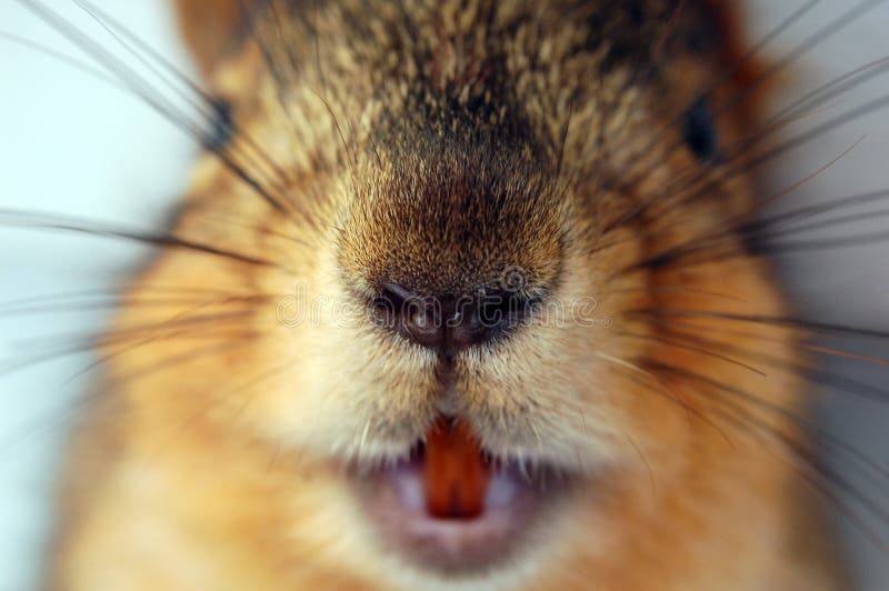 Squirrel Face stock photo. Image of whiskers, head, nose - 3760126