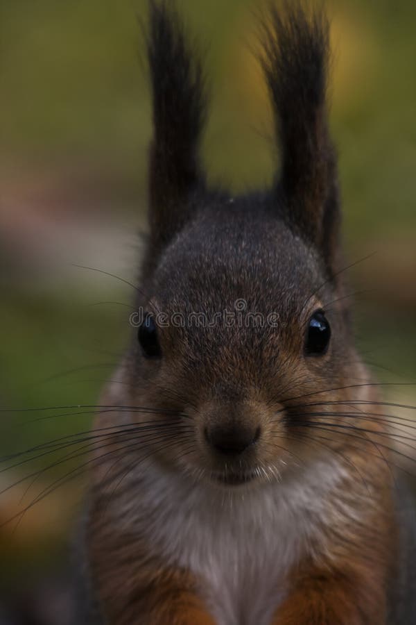Squirrel Face stock photo. Image of whiskers, head, nose - 3760126
