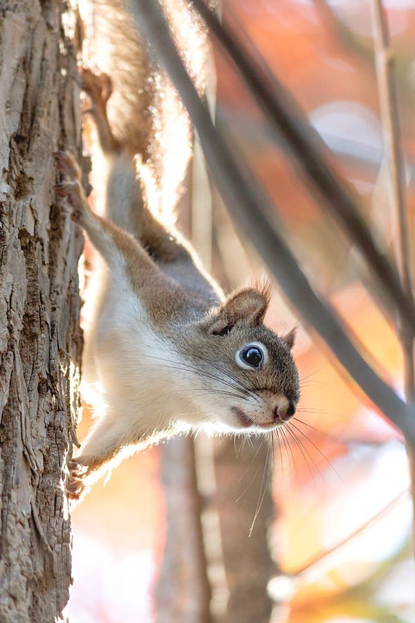 Fox squirrel in the fall stock image. Image of fall - 129860983