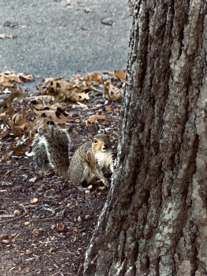 Squirrel stock photo. Image of autumn, colors, squirrel - 338619506