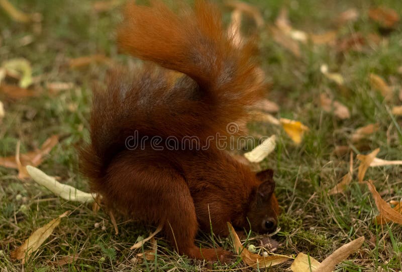 Fox squirrel in the fall stock image. Image of fall - 129860983