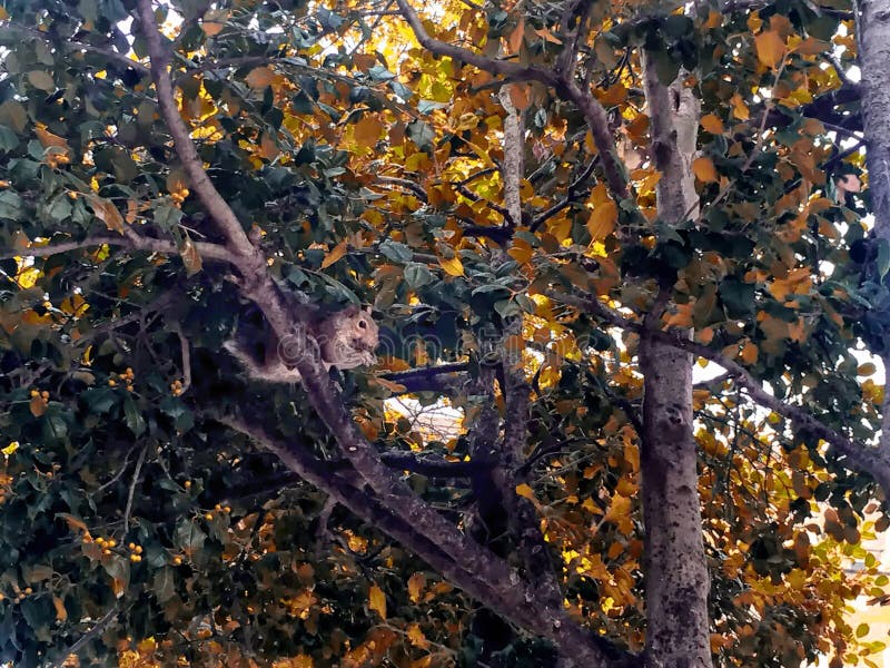 Fox squirrel in the fall stock image. Image of fall - 129860983