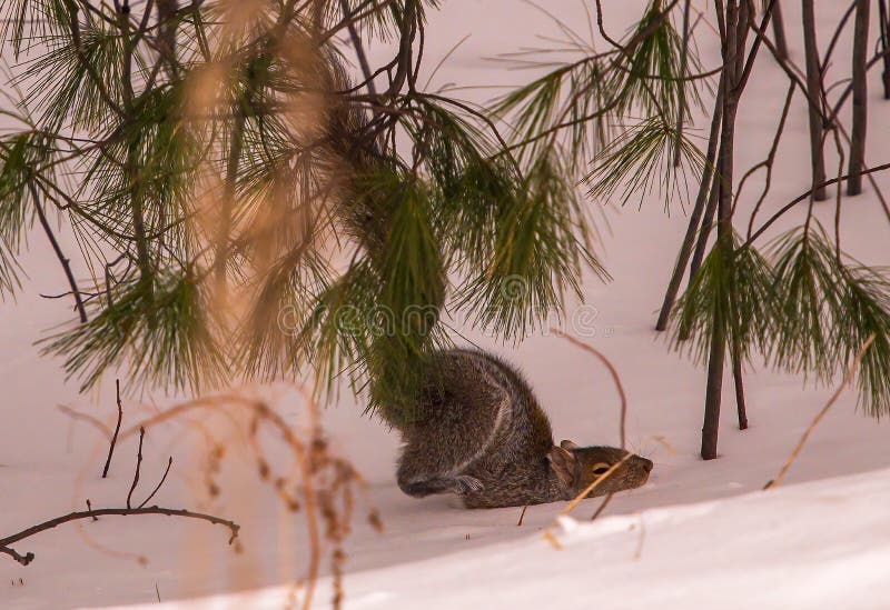 Squirrel Falls on Its Face in Snow Stock Photo - Image of snow, falls ...