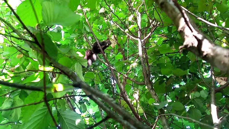 Squirrel Feasting on Hazelnuts Stock Video - Video of branch, garden ...