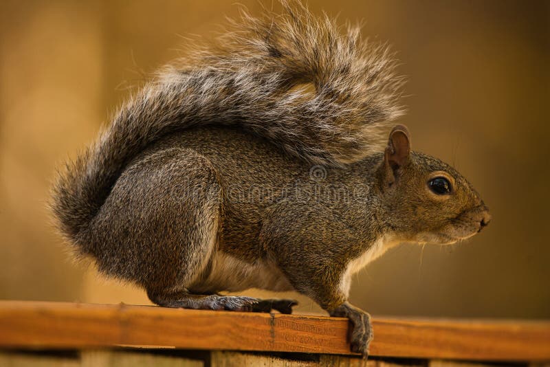 Squirrel on Fence, Full Frame Stock Photo - Image of squirrel, side ...