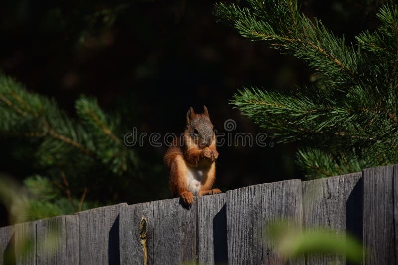 Squirrel on the Fence in the Garden Stock Image - Image of squirrel ...