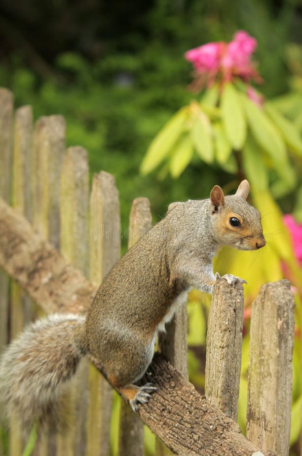 Squirrel on the fence stock photo. Image of furry, outdoors - 31349898