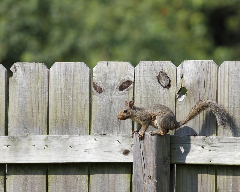 Squirrel on the fence stock image. Image of cation, watching - 35371489