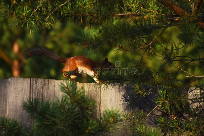 Squirrel on the Fence and Pine Tree Stock Photo - Image of cute ...