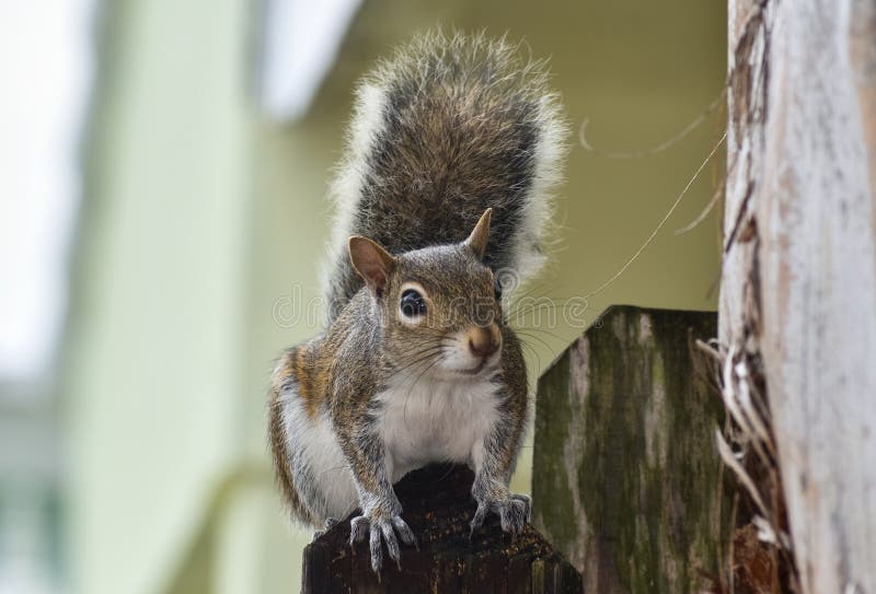 Squirrel on a fence post stock image. Image of fence - 138792789