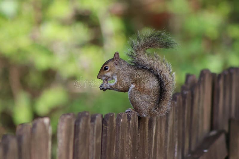 Squirrel fiesting in shade stock image. Image of shade - 148661643