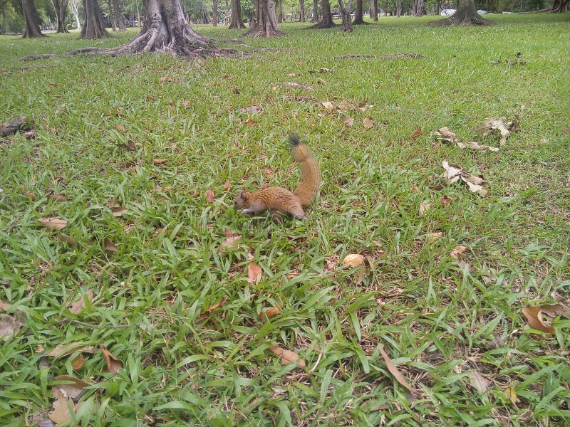 Animal is on the pawn. stock photo. Image of fruit, like - 122481424