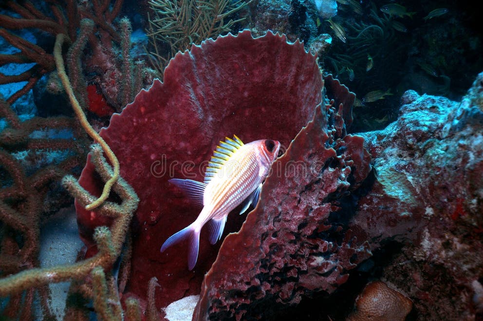 Squirrel Fish stock image. Image of island, tropical - 13254641