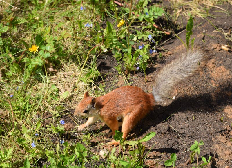 Squirrel and Flowers on the Spring Meadow Stock Image - Image of field ...