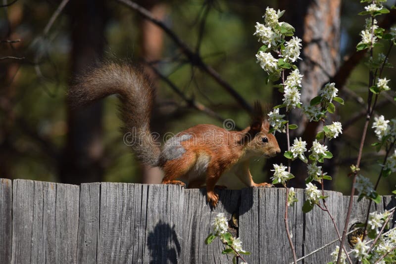 Squirrel and Flowers in the Spring Garden Stock Image - Image of ...