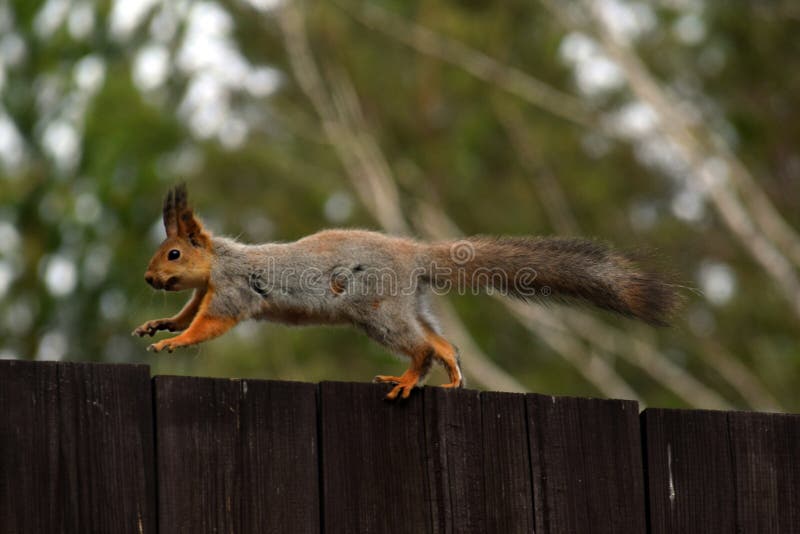 Squirrel with Fluffy Ears Running on the Fence in the Spring Garden ...