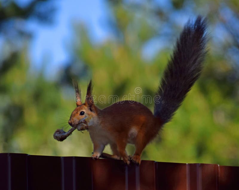 Squirrel with Fluffy Tail and with Bone in they Mouth Stock Image ...