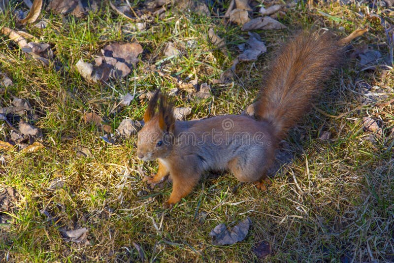 A Squirrel with a Fluffy Tail on Dry Foliage in the Shade of Trees. a ...