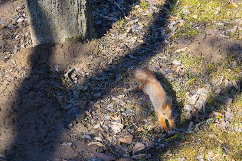 A Squirrel with a Fluffy Tail on Dry Foliage in the Shade of Trees. a ...
