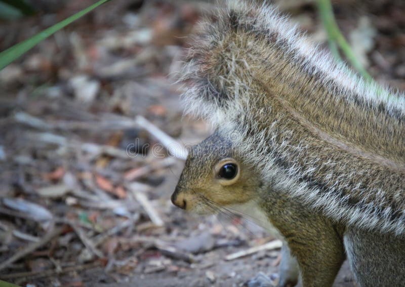 Squirrel with fluffy tail stock photo. Image of facing - 107714482