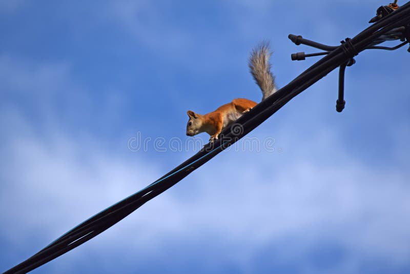 Squirrel Sitting on the Electric Wire Stock Image - Image of wildlife ...