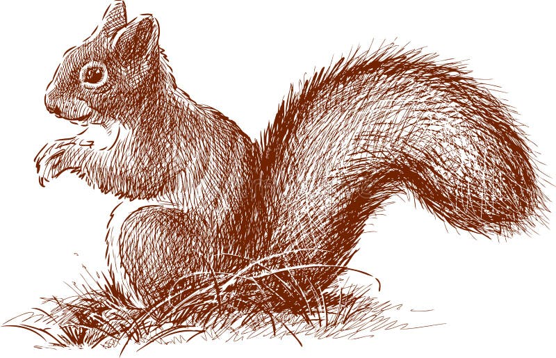 Squirrel With The Fluffy Tail Stock Vector - Illustration of fluffy ...