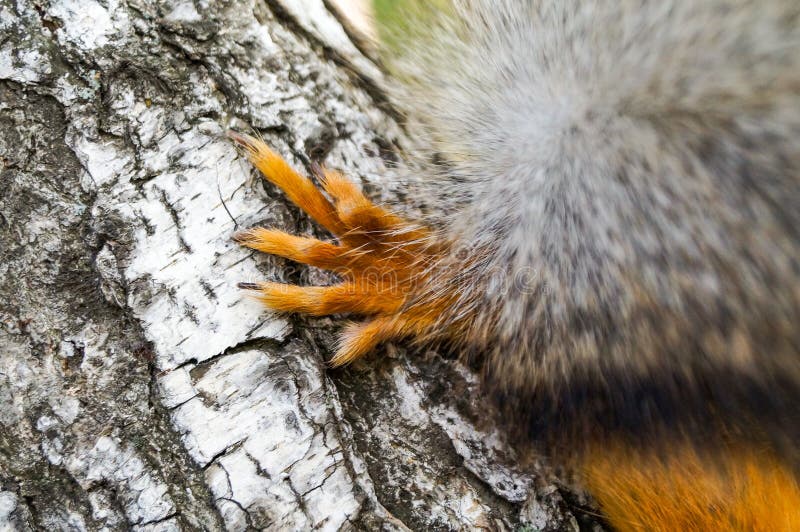 Squirrel Foot in the Forest Stock Photo - Image of nuts, green: 99758570