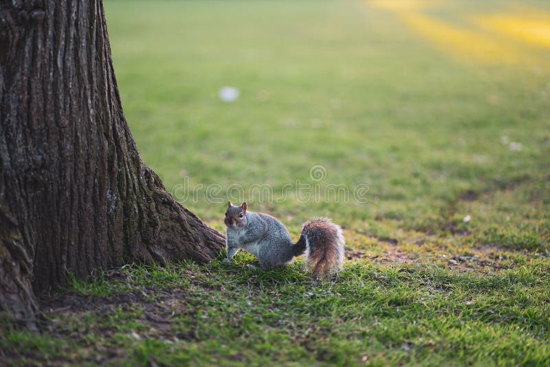 Squirrel at the Foot of a Tree Looking at You Stock Photo - Image of ...