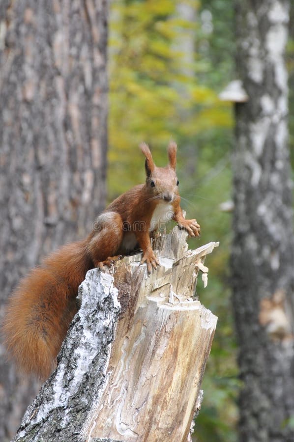 Squirrel in the forest. stock image. Image of autumn - 38252205