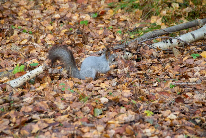 Squirrel in the forest stock image. Image of rock, soil - 233938811