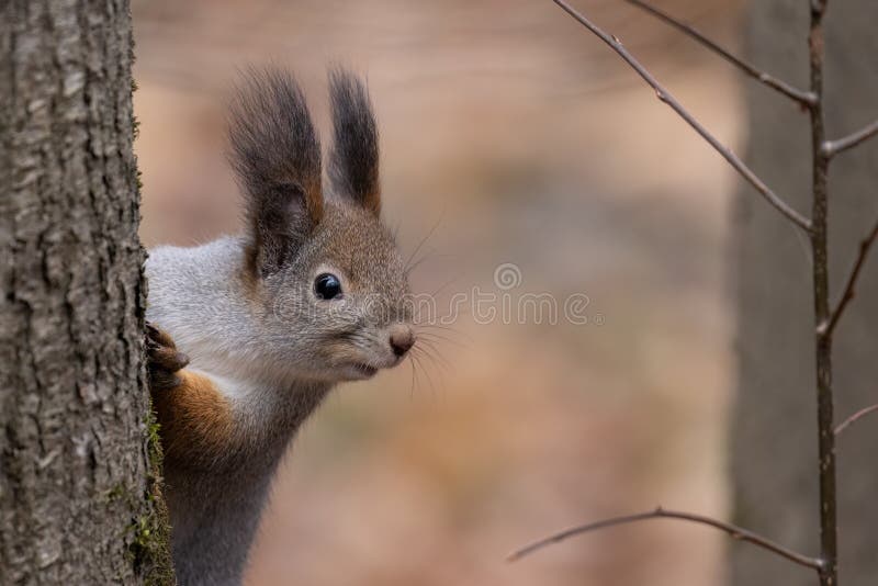 A Squirrel in the Forest Looks Out from Behind a Tree in the Forest ...