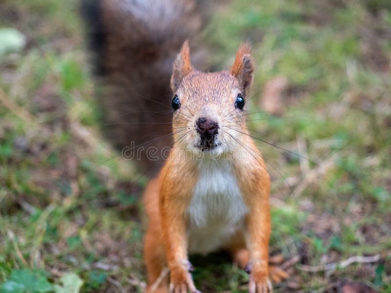 The Squirrel Looks into the Lens. Stock Photo - Image of whiskers ...