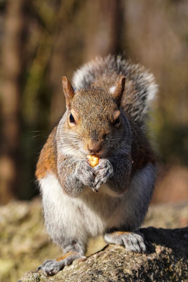Squirrel is Eating Nut in the Forest Stock Image - Image of forest ...