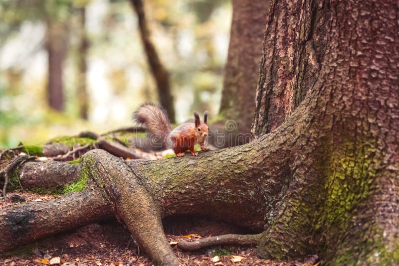 Squirrel in the Forest. Squirrel Sits on Large Tree Roots Stock Image ...