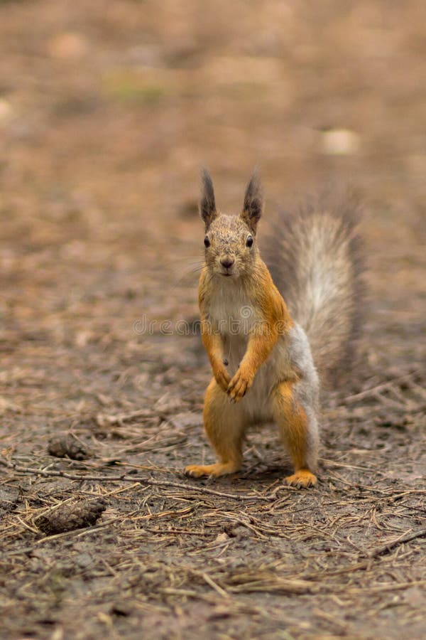 Squirrel in the Forest. Soft Focus on the Squirrel Stock Image - Image ...