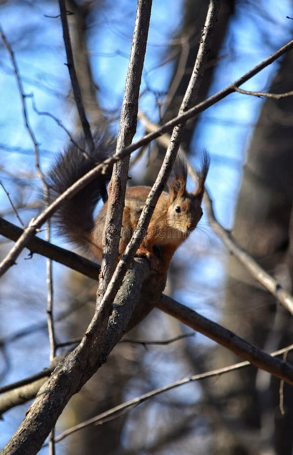 Squirrel Forest Spring Park Cute Stock Image - Image of forest, park ...