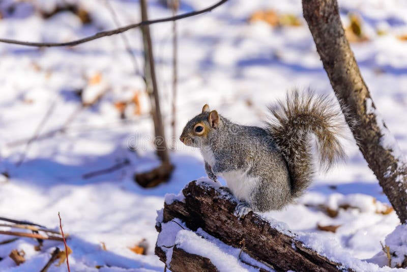 Squirrel in Forest at Winter Scenery - Blurred Forest in the Background ...