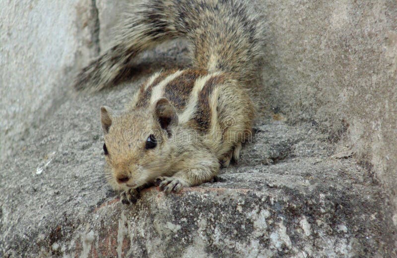 Squirrel Front Shot stock photo. Image of alert, colorful - 91487720