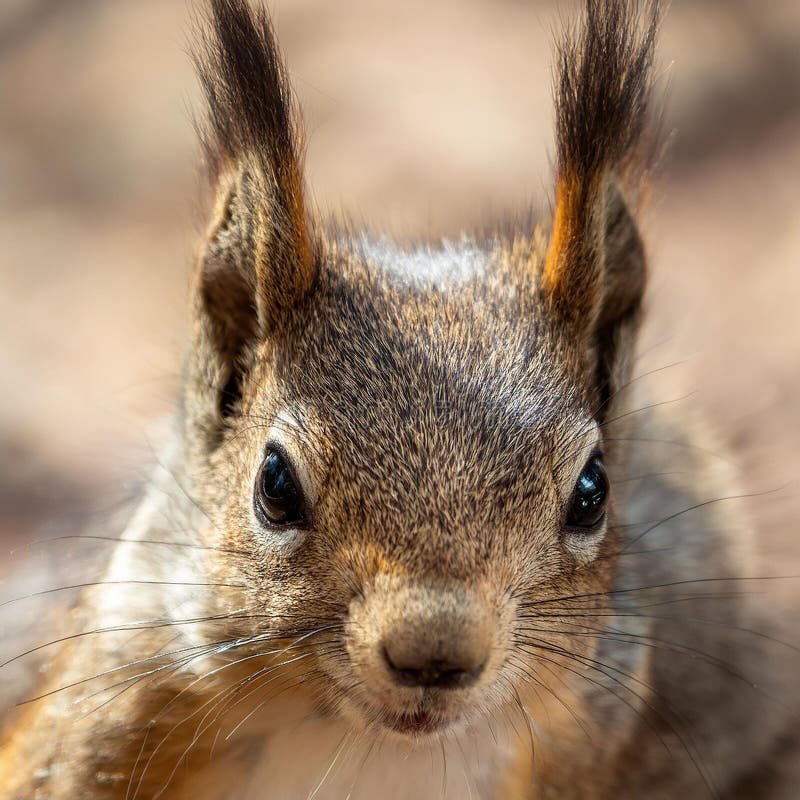 Squirrel with Funny Face. the Funny Faced Little Squirrel Stock ...