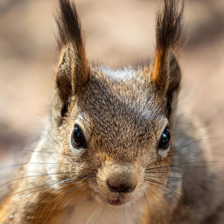 Squirrel with Funny Face. the Funny Faced Little Squirrel Stock ...