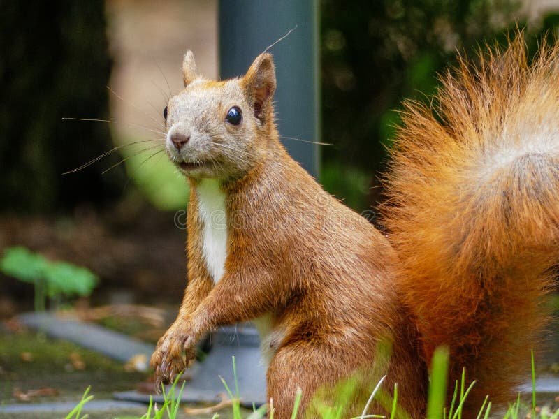 Squirrel German Forest Wald Deutschland Stock Image - Image of wald ...