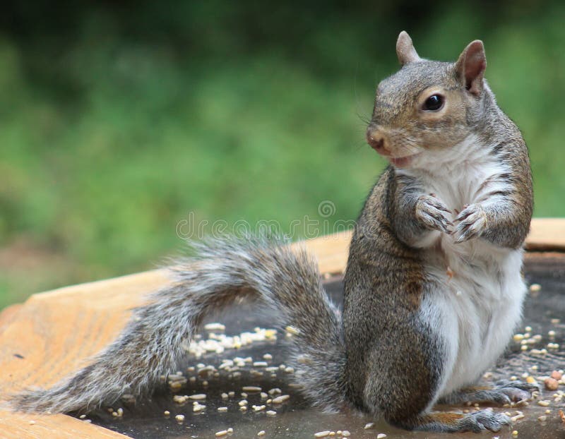 Squirrel stock photo. Image of hungry, sciuridae, furry - 56215248