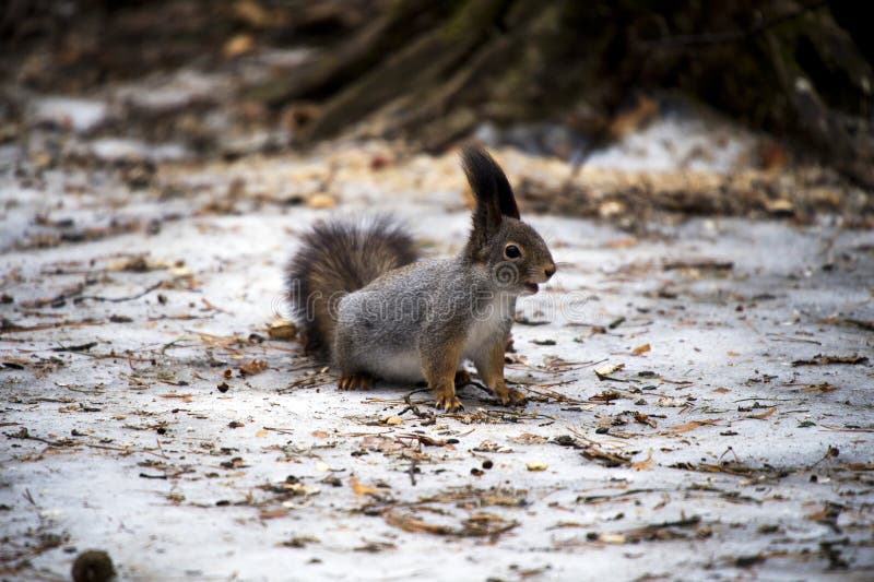 A Squirrel in a Spring Forest Searching for Food. Stock Image - Image ...