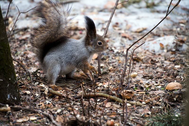 A Squirrel in a Spring Forest Searching for Food. Stock Photo - Image ...