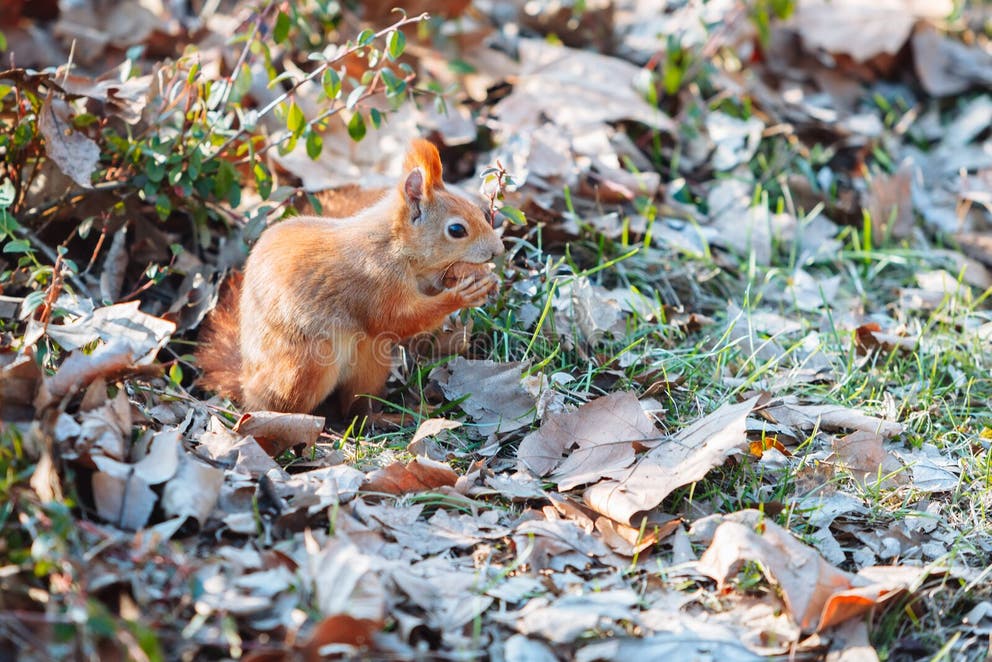 Squirrel Gnaws a Nut in the Fall Leaves. Stock Image - Image of fluffy ...