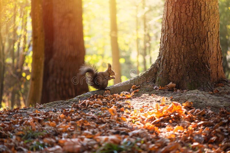 Squirrel Gnaws Nut on Oak Tree Root, Soft Sunlight Illuminates ...