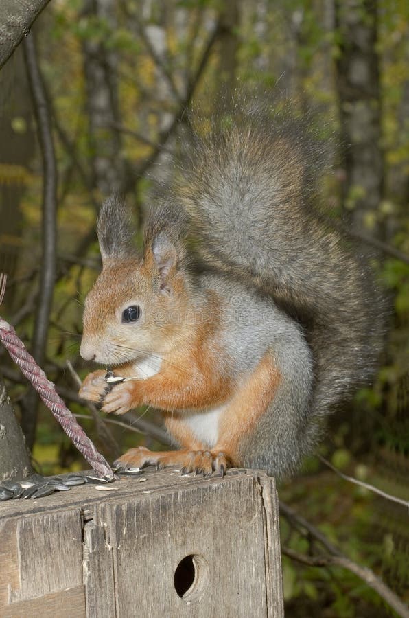 The squirrel stock photo. Image of forest, hyde, rodent - 23031328
