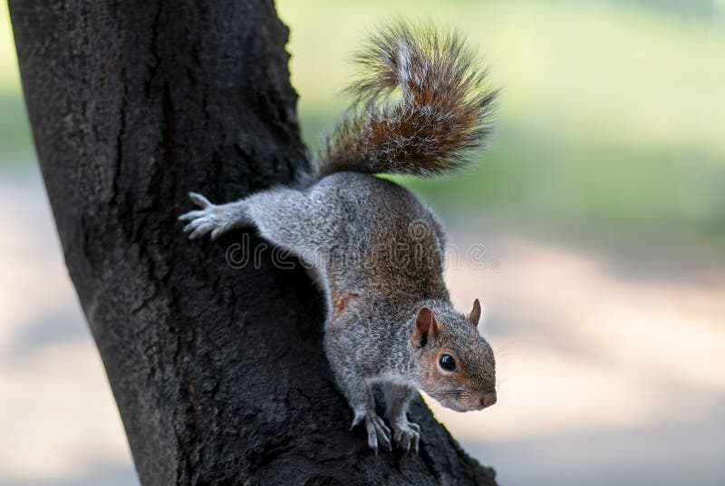 Squirrel Go Down from Branch Stock Vector - Illustration of branches ...