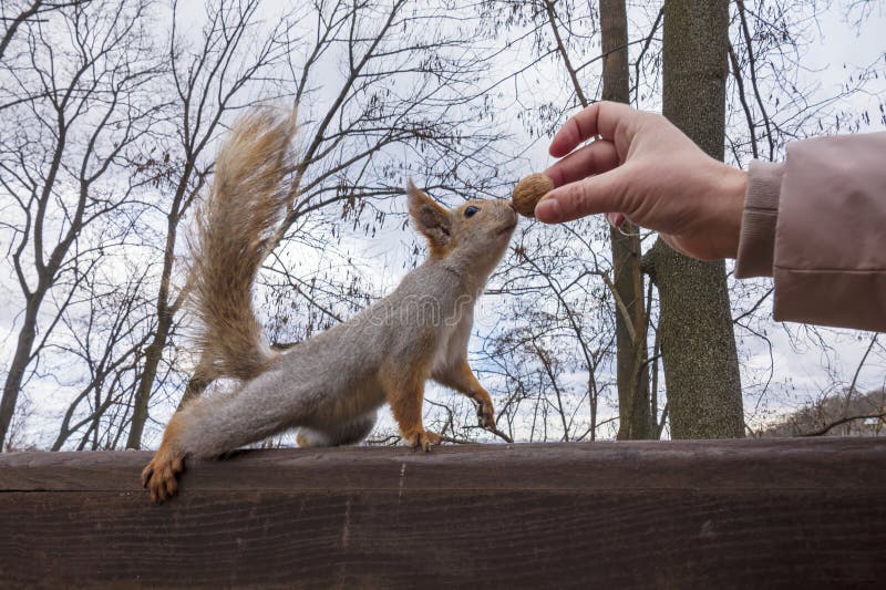 The Squirrel Goes after the Nut in the Human Hand Stock Photo - Image ...